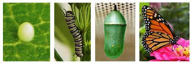 Kids College Science Citizens Butterflies | Kids College